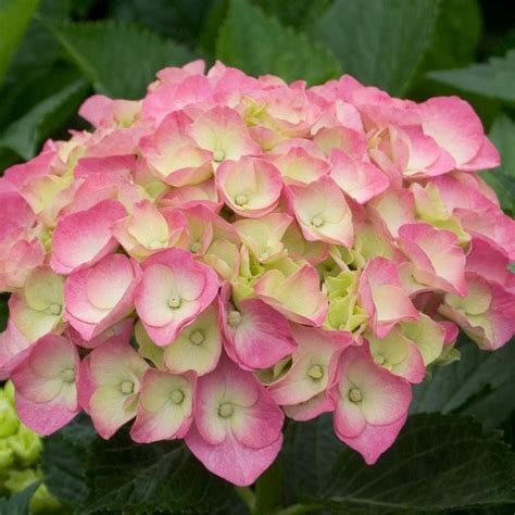 Cityline Berlin Bigleaf Hydrangea Plantingtree