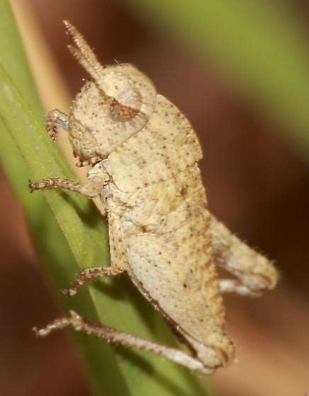 Grasshopper Nymph Chortophaga Viridifasciata Bugguide Net