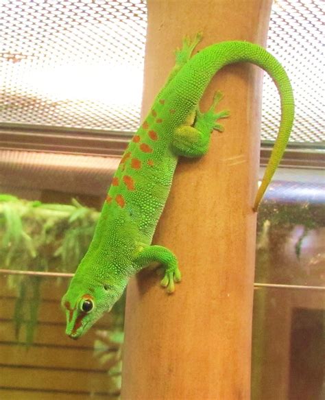 Madagascar Giant Day Gecko Facts And Pictures