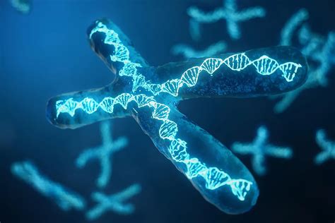 What Is Biological Immortality And Why Human Cells Are Not Immortal