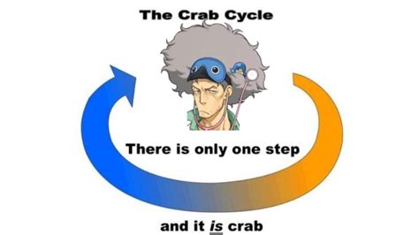 Carcinisation Or Carcinization Is An Example Of Convergent Evolution