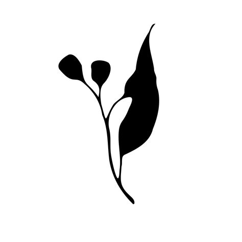 Eucalyptus Leaf With Flowers Silhouette Black On White Botanical