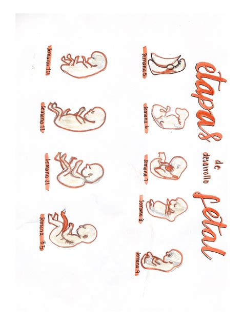 Desarrollo Fetal Y Embrionario Pdf