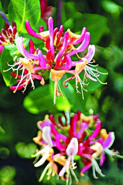 سوغات خاص منشی ناصرالدین‌شاه برای تهرانی‌ها عکس