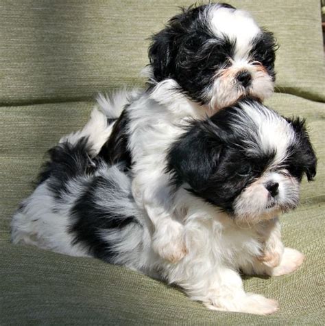 Shih Tzu Coat Colors Artofit