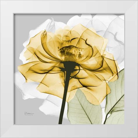Koetsier Albert 26x26 White Modern Wood Framed Museum Art Print Titled Rose In Gold 4