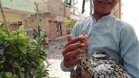 ديسي ڪڪڙ ڇوڪري پالي آھي Youtube