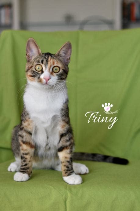 Triny Druželjubiva Predilica