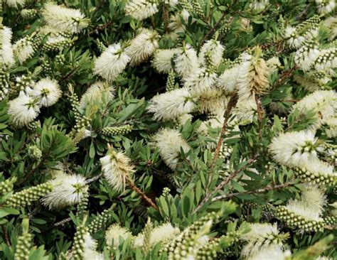 Callistemon Citrinus White Anzac Bottlebrush The Plant Cellar