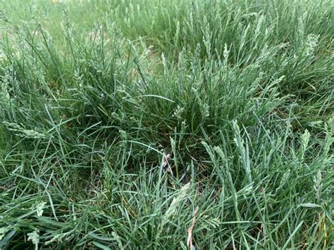 Can Anyone Identify This Type Of Grass Rlawncare