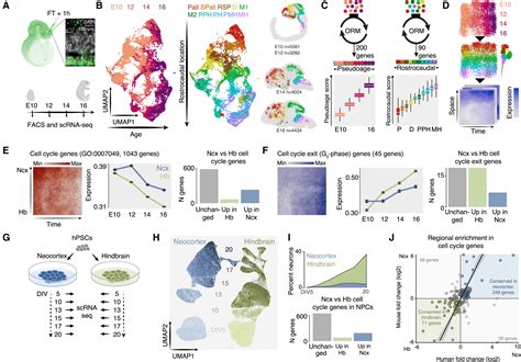 Regional Differences In Progenitor Metabolism Shape Brain Growth During