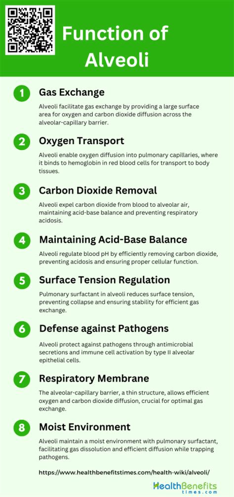 What Are Alveoli Health Benefits