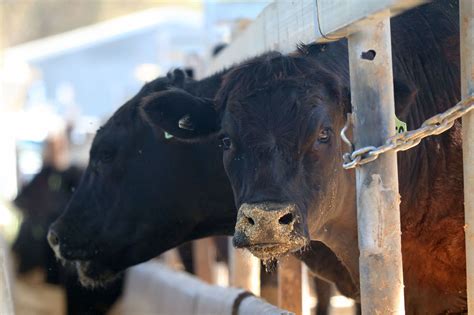 Australian Ag Biotech Steps Onto The Global Stage Terragen