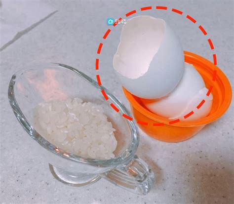 ‘계란 껍질 그냥 버리시나요 깜짝 놀랄 활용법