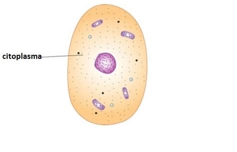 A Célula Citoplasma