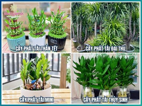 Hướng Dẫn Cách Trồng Cây Phát Tài đơn Giản DỄ ChĂm Tại Nhà