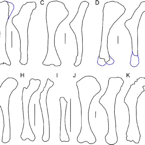 Humerus Morphology Left Humerus Outline In Basal Ceratopsia Cranial