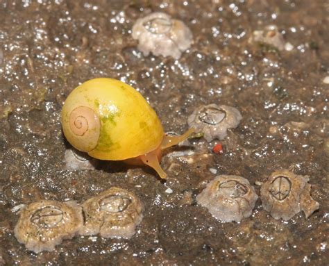 Periwinkle Sea Snail
