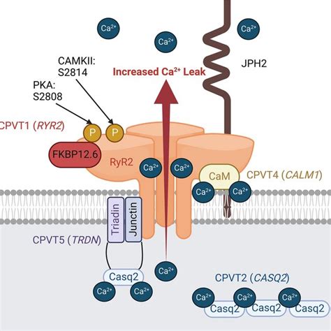 Ec Coupling Proteins Encoded By Genes Linked To Cpvt Mutations In Ec Download Scientific