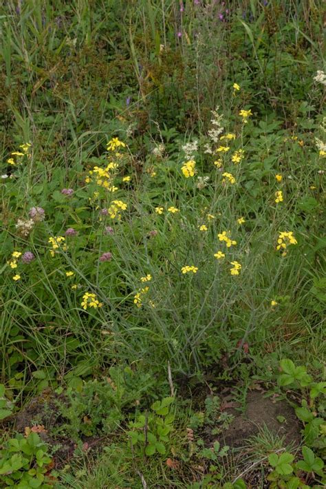 Coincya Monensis Subsp Cheiranthos Wallflower Cabbage West Glamorgan Flora