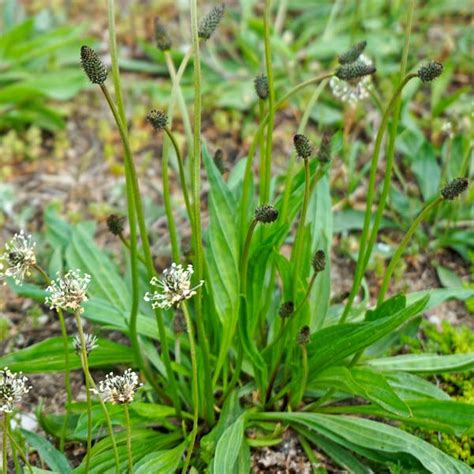 How To Get Rid Of Plantain In The Lawn