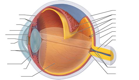 Anatomy Of The Visual System