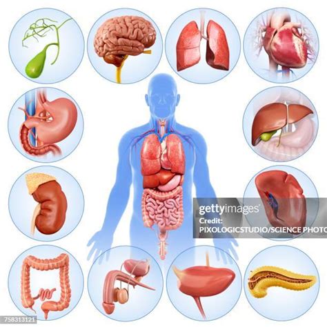 Male Reproductive System Illustration Photos And Premium High Res