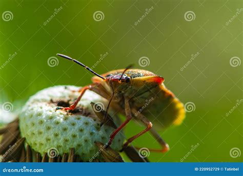 Close Up Colourful Funny Shield Bug Or Stink Bug On Dandelion With A