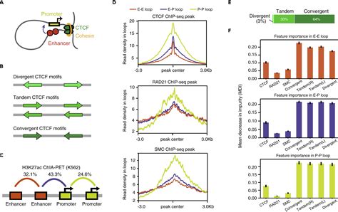 Integrating Extrusion Complex Associated Pattern To Predict Cell Type