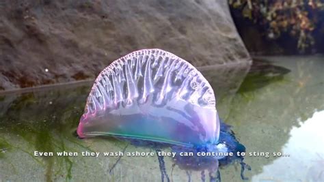 Over 50 Killer Jellyfish With Terrifying 10 Metre Tentacles Wash Up In