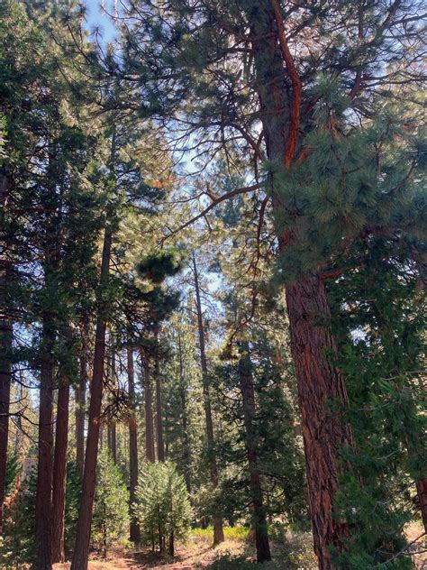 Residential Areas Of Tree Thinning Glenbrook Homeowners Association