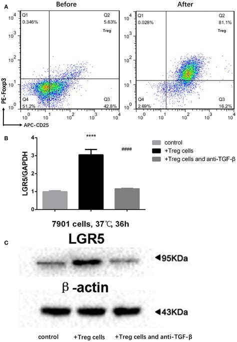 Treg Derived Tgf β1 As The Main Factor Inducing High Lgr5 Expression