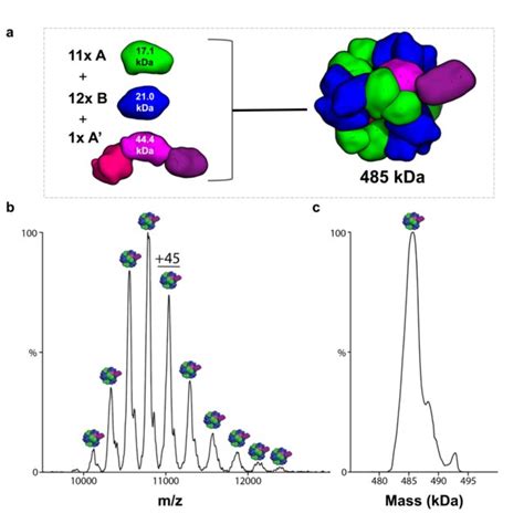 Native Mass Spectrometry Of Symmetry Broken Cage A The Architecture