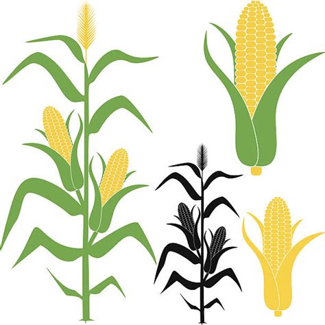14400 Corn Stalk Stock Illustrations Royalty Free Vector Graphics