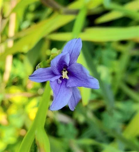 How To Grow Aristea Ecklonii Earthone