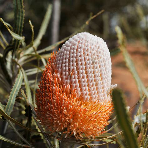 뱅크시아속 Banksia Picturethis