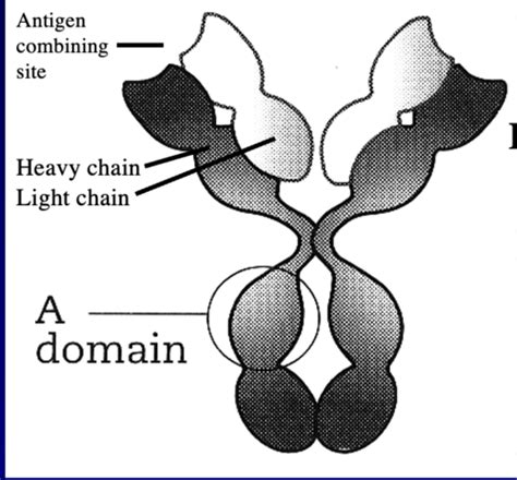 Wk9 Recognition Of Extracellular Pathogens Flashcards Quizlet