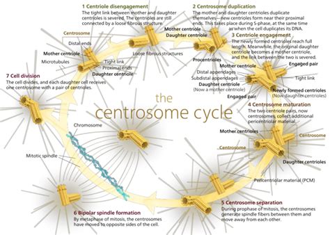 Centrosome Definition Structure Functions Diagram Biology Notes