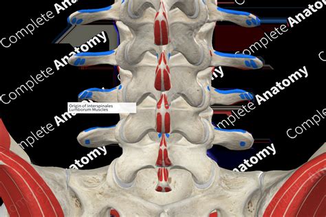 Origin Of Interspinales Lumborum Muscles Complete Anatomy