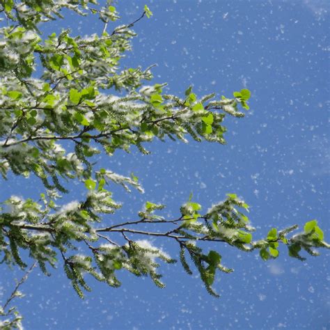 Nyárfa Kanadai Interherb