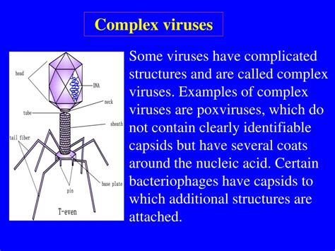 Ppt Chapter 5 Viruses Powerpoint Presentation Free Download Id5717045