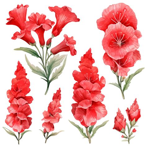 Premium Vector Cockscomb Flower Watercolor Vector Clipart White Background