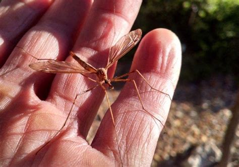 How Well Do You Know The Crane Fly San Diego Ca Patch