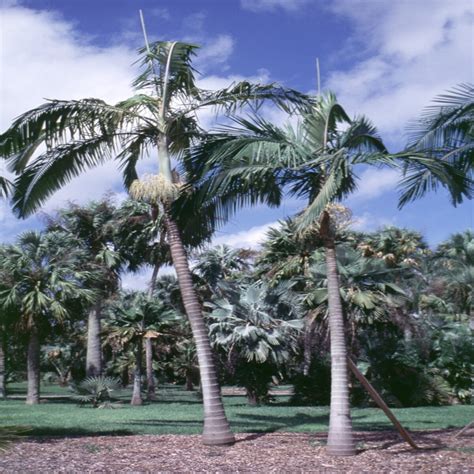 Archontophoenix Alexandrea King Alexander Palm Siteone Us