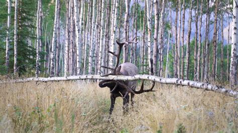 Large Bull Elk Rubbing Antlers Against Aspen Trees Stock Footage