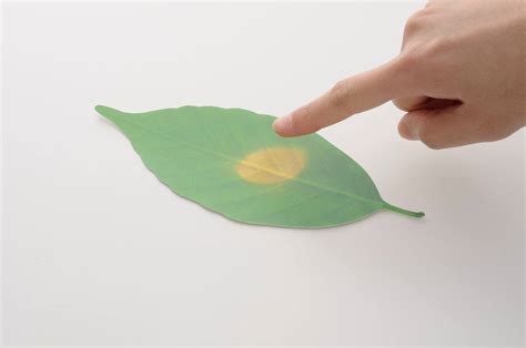 大家好 今天要研究的雜貨是 Leaf （葉子）這葉子可神奇的呢 台灣 This This 雜貨研究所