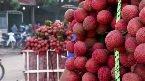 Lychee Harvest Videos And Hd Footage Getty Images