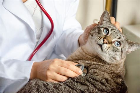 Managing Cat Hyperthyroidism Diagnosis And Treatment Options North