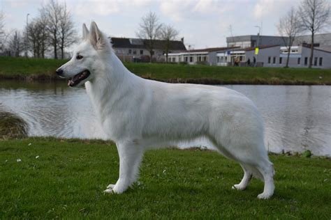 T Nest Roxanne Kort Flashing Jewel