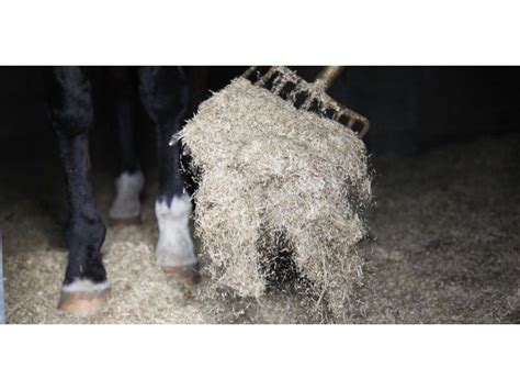 Ecoflax Lein Einstreu Icelandic Horse
